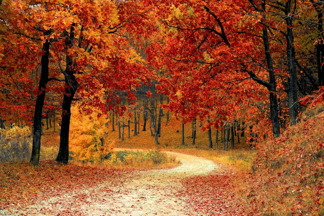 Fall 2026 Countdown - How Many Days Until Autumn?